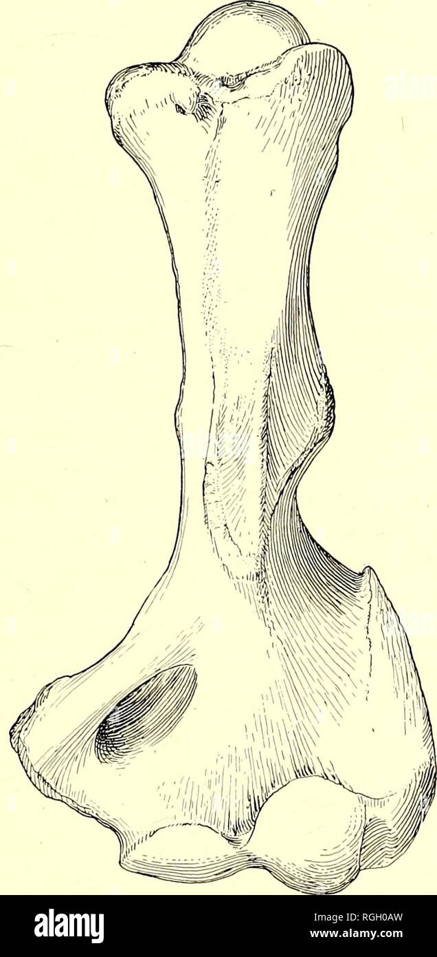. Bulletin of the Department of Geology. Geology. 1913] Stock ...