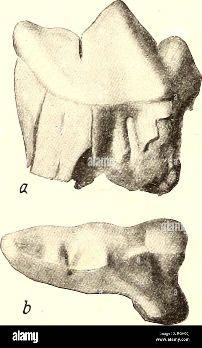 . Bulletin of the Department of Geology. Geology. 298 University of ...