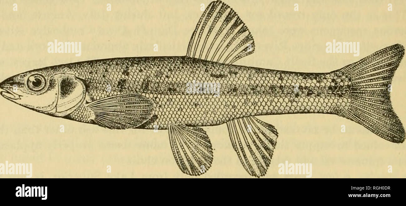 Blacknose shiner hi-res stock photography and images - Alamy