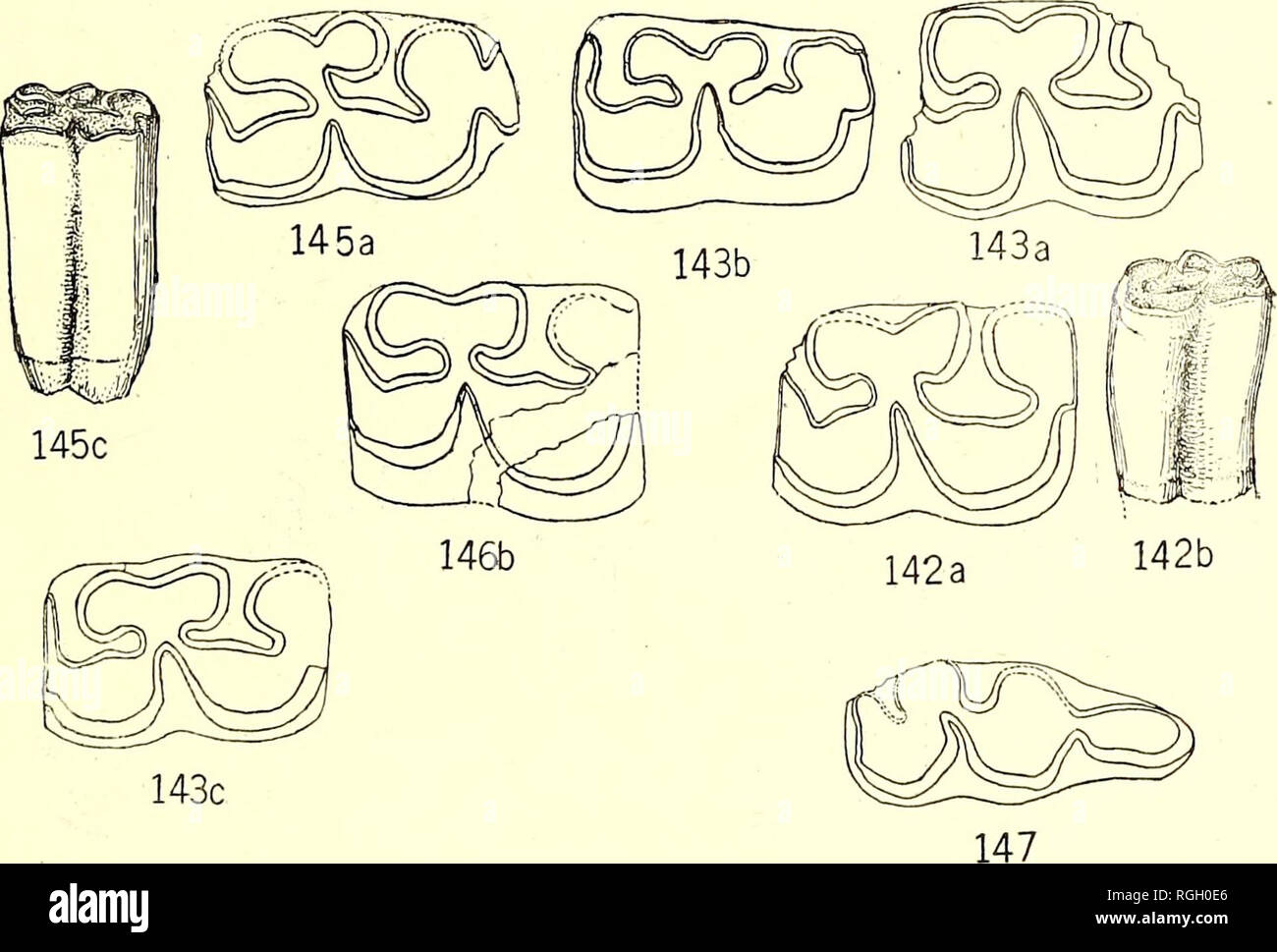 . Bulletin of the Department of Geology. Geology. 144 145a 145b. Figs ...