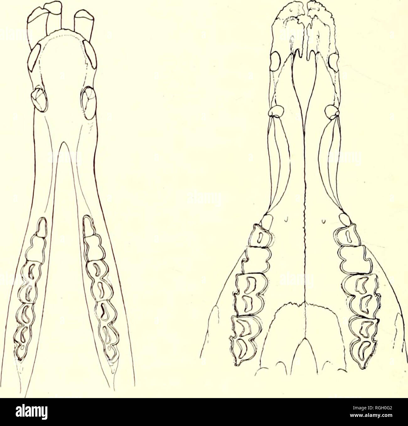Camelops hi-res stock photography and images - Alamy