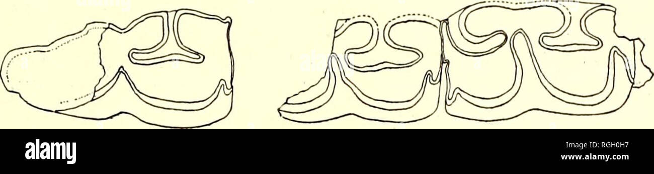 . Bulletin of the Department of Geology. Geology. 1921] Frick: Faunas ...