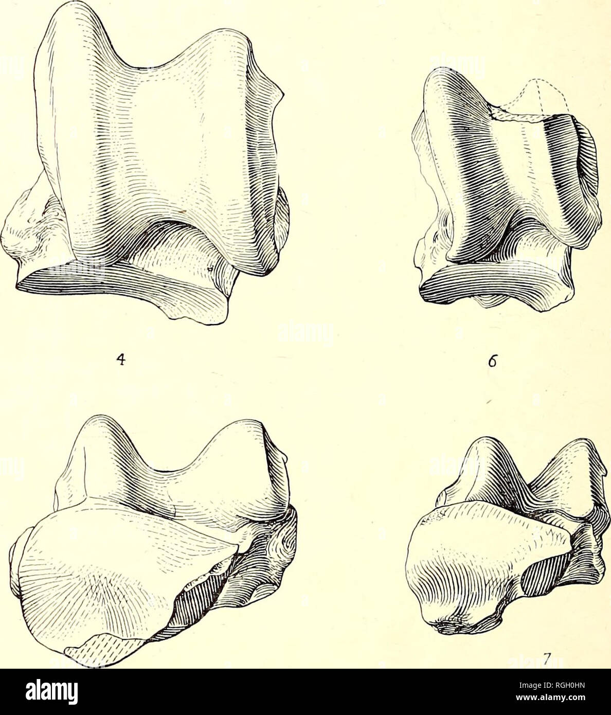 Mascall hi-res stock photography and images - Alamy