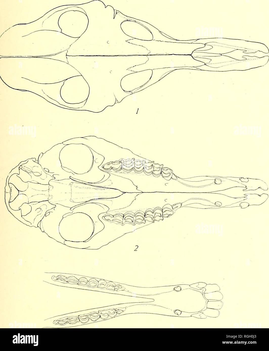 Camelops hi-res stock photography and images - Alamy
