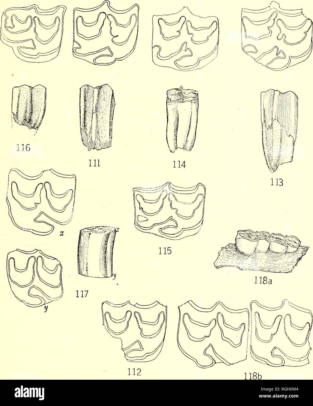 . Bulletin of the Department of Geology. Geology. 1921] Fricli: Faunas ...