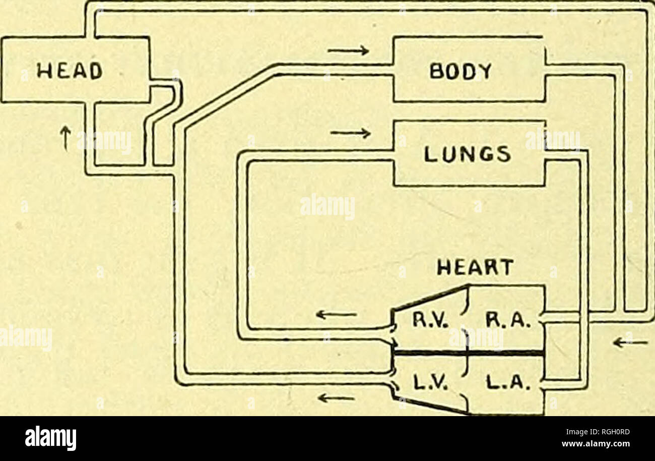 Circulatory system vertebrates hi-res stock photography and images - Alamy