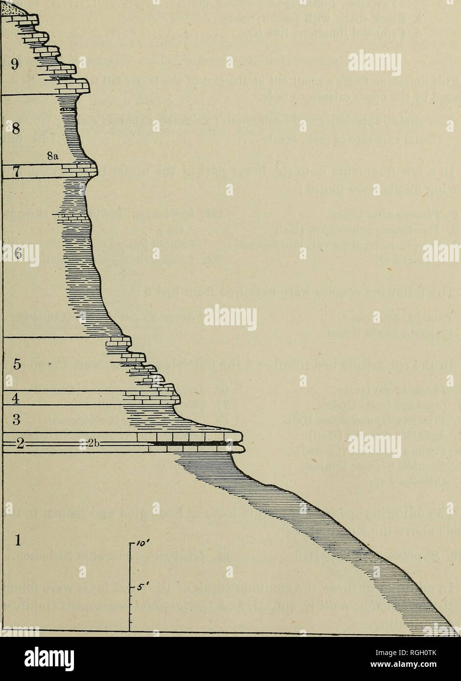 Cystiphyllum hi-res stock photography and images - Alamy