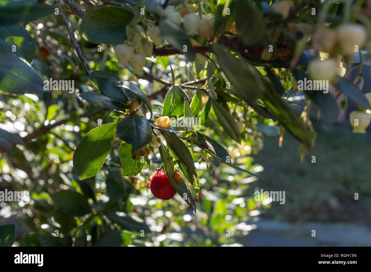 Arbutus flowers hi-res stock photography and images - Alamy