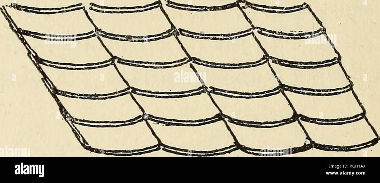 Imbrex tegula hi-res stock photography and images - Alamy