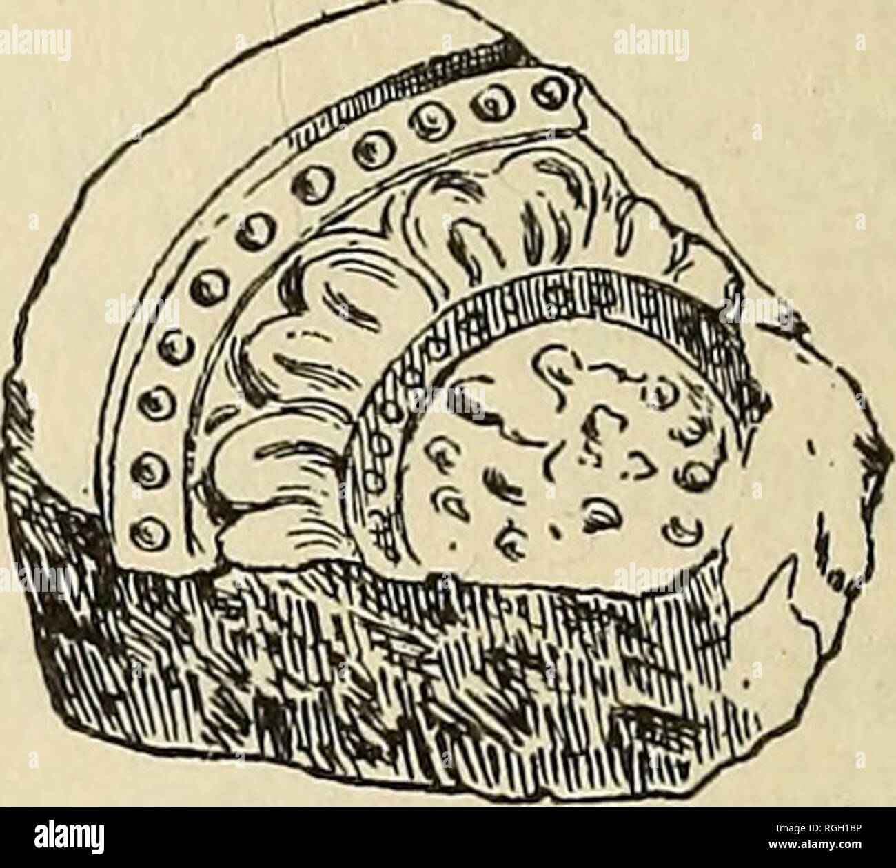 Imbrex tegula hi-res stock photography and images - Alamy