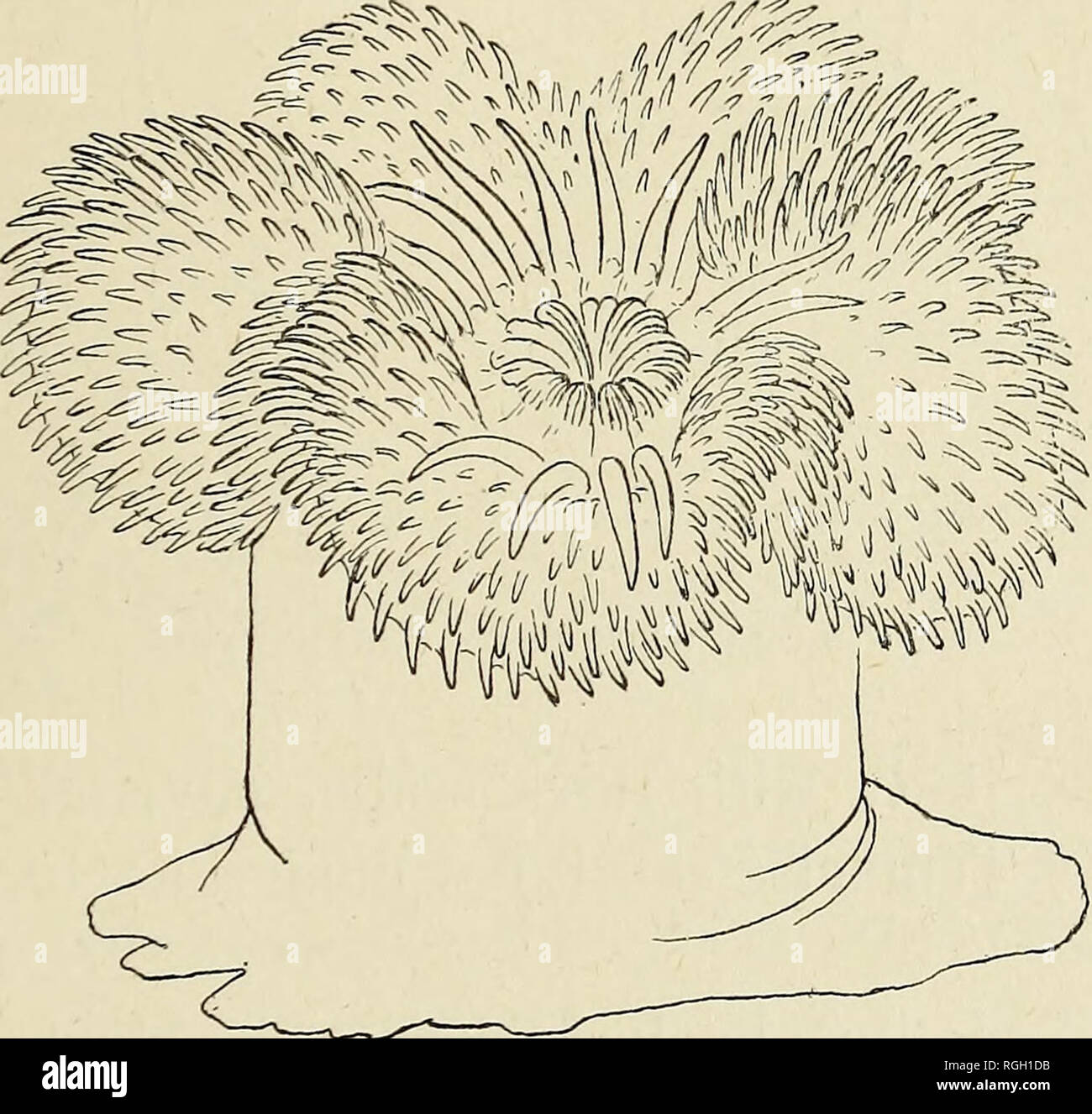 Metridium Life Cycle