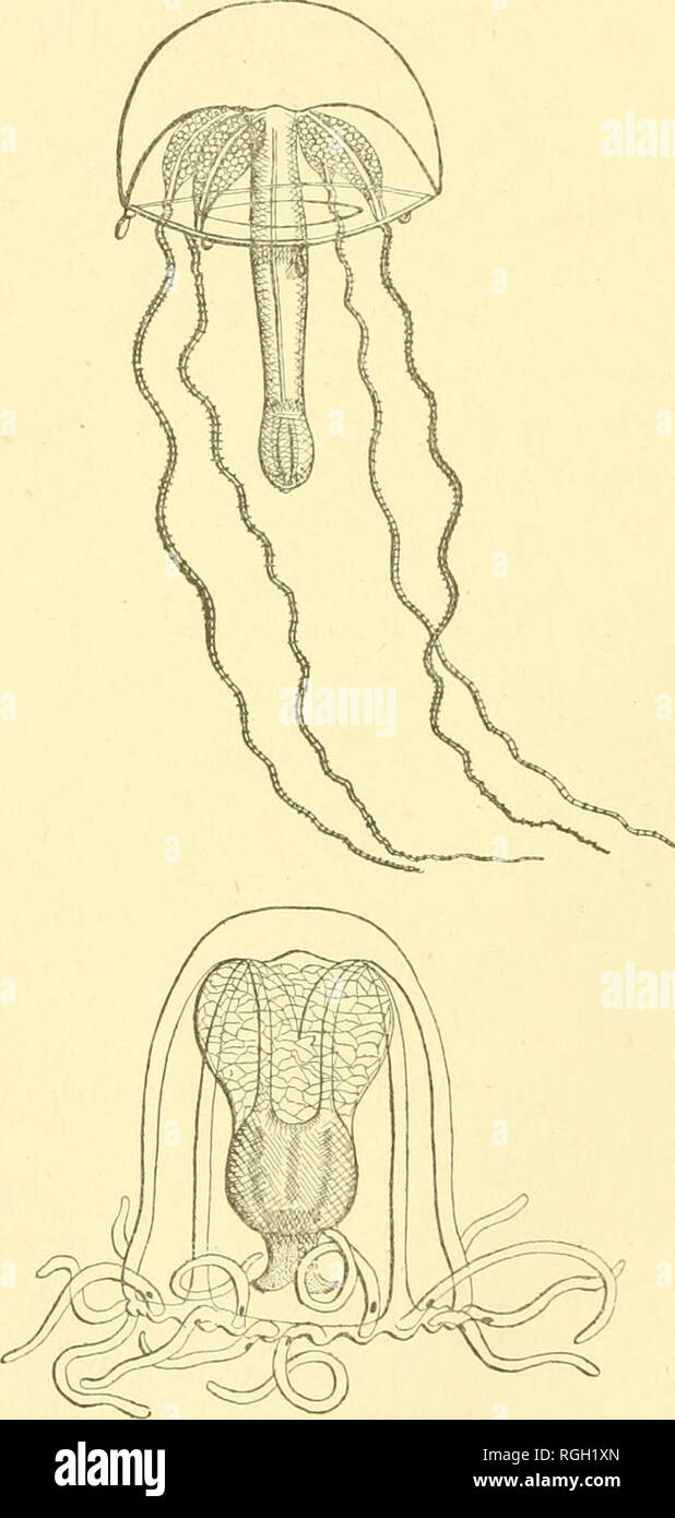 Hanging lappets hi-res stock photography and images - Alamy