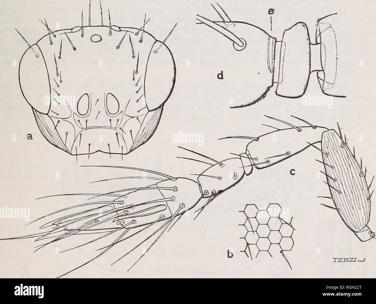 James waterston hi-res stock photography and images - Alamy