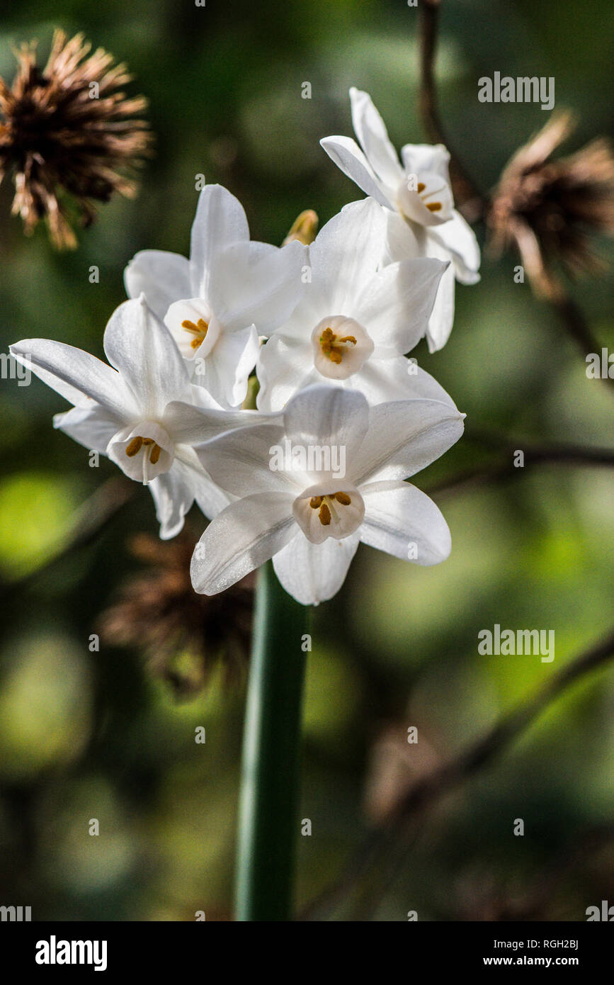 The flowers of a paper-white daffodil (Narcissus papyraceus Stock Photo ...