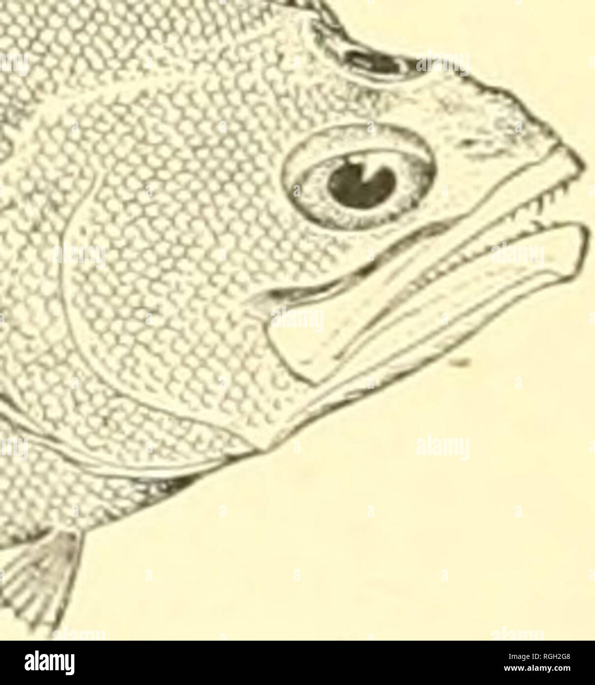 Acrolepis hi-res stock photography and images - Alamy