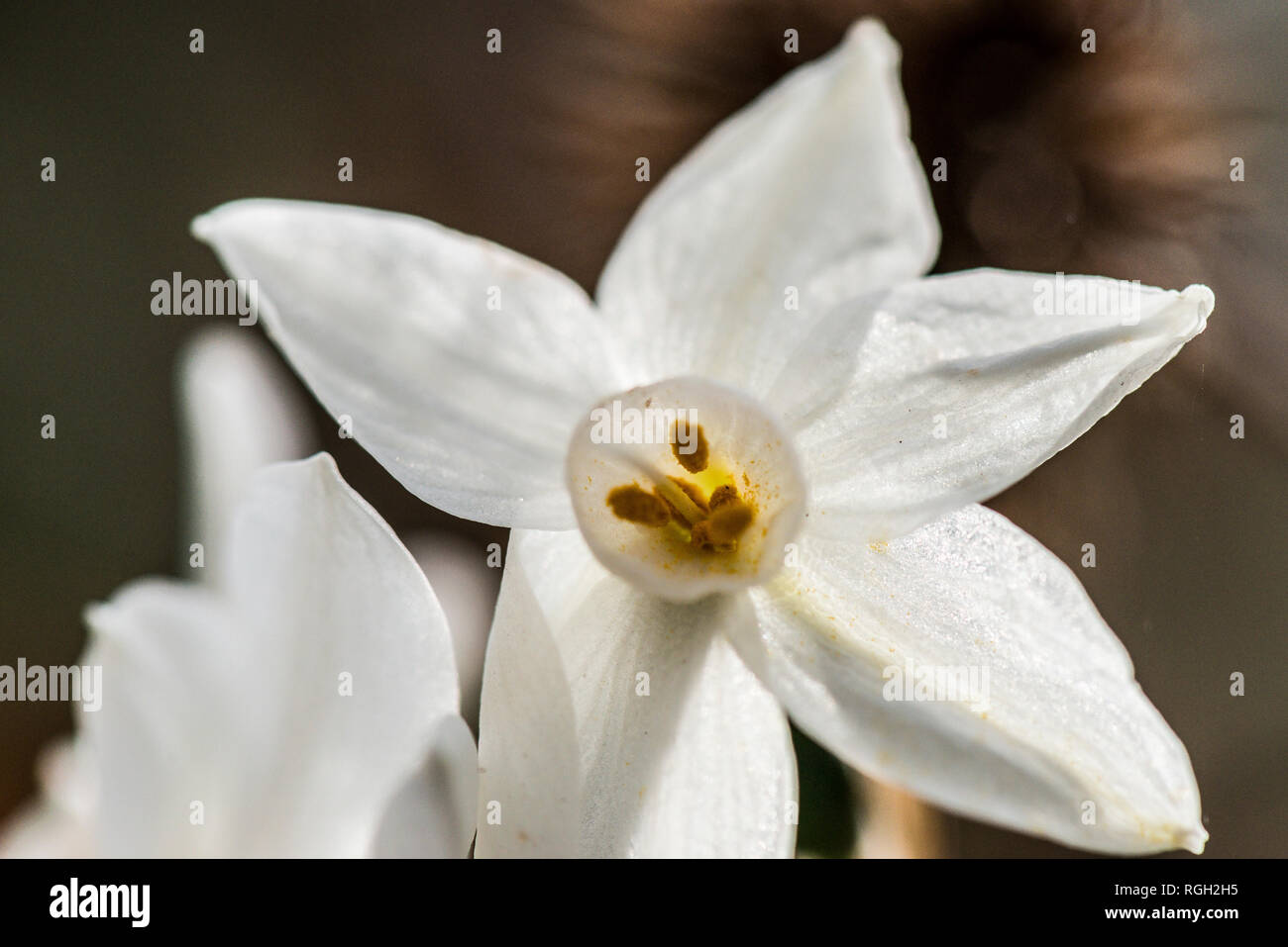 A flower of a paper-white daffodil (Narcissus papyraceus Stock Photo ...
