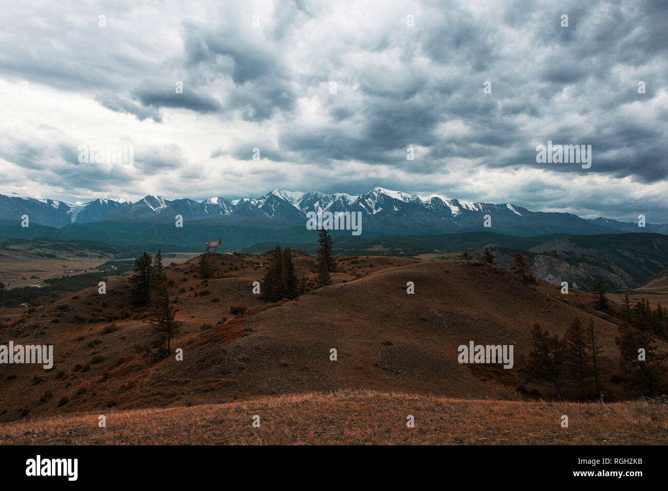 Altai maral hi-res stock photography and images - Alamy