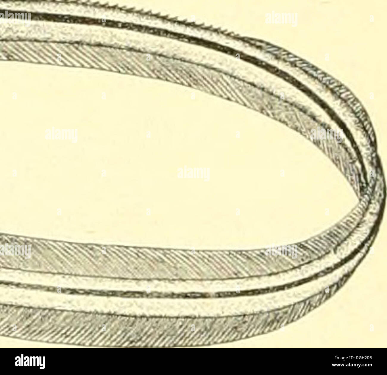 Zoarcid hi-res stock photography and images - Alamy