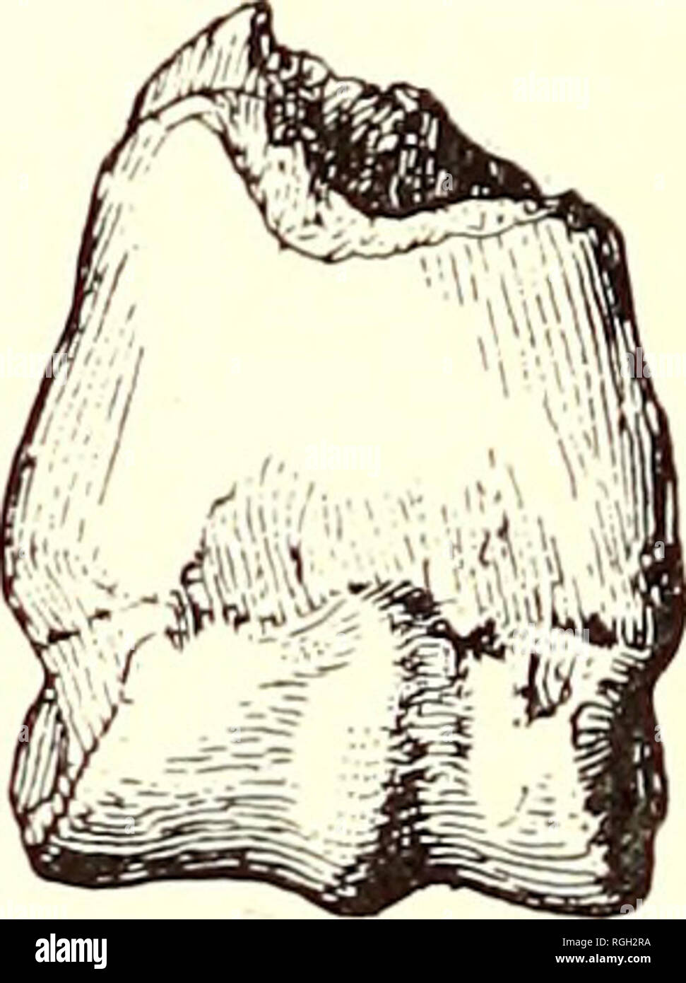 . Bulletin of the Department of Geology. Geology. ^ 202 Fig. 200 ...