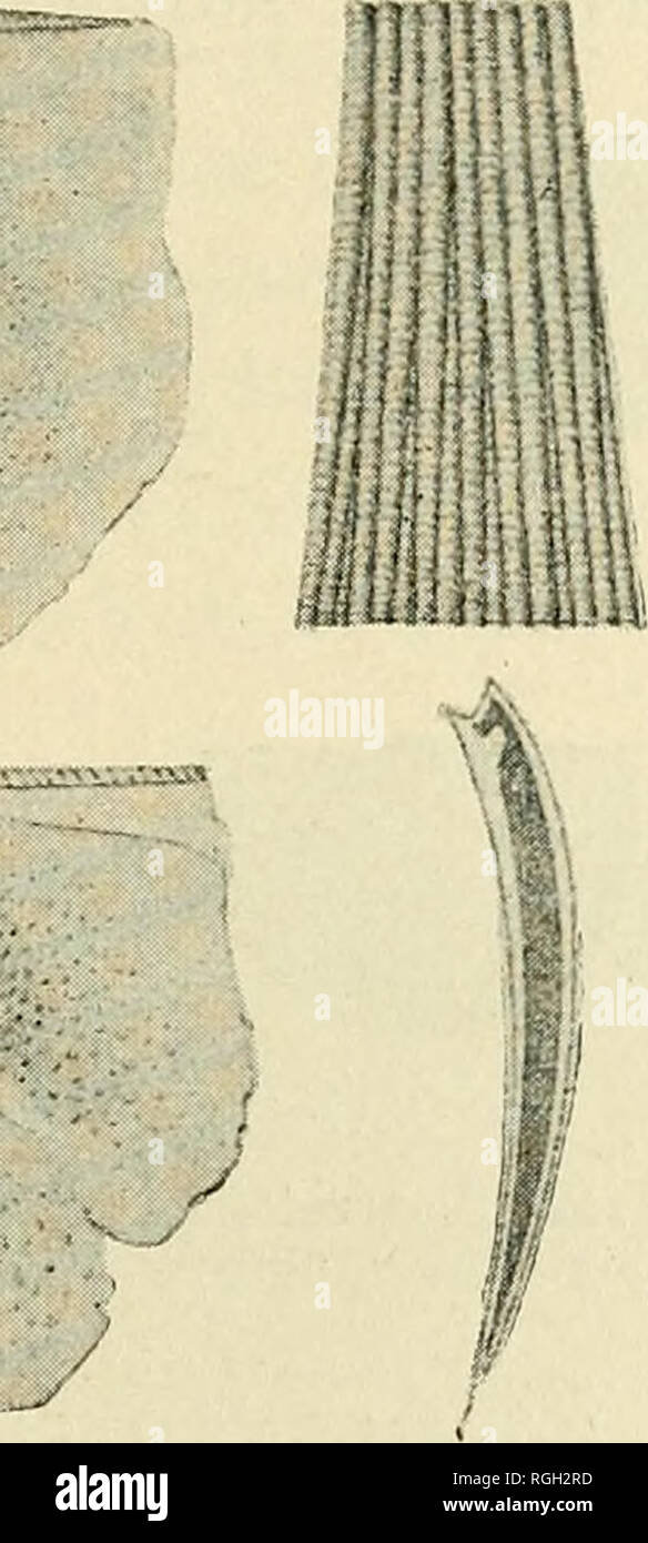 . Bulletin of the Buffalo Society of Natural Sciences. Natural history ...