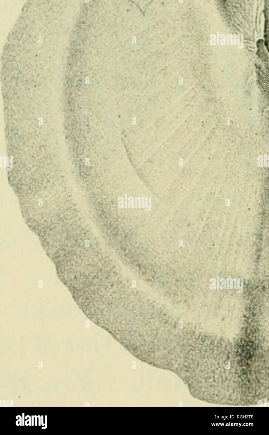 . Bulletin of the Buffalo Society of Natural Sciences. Natural history ...