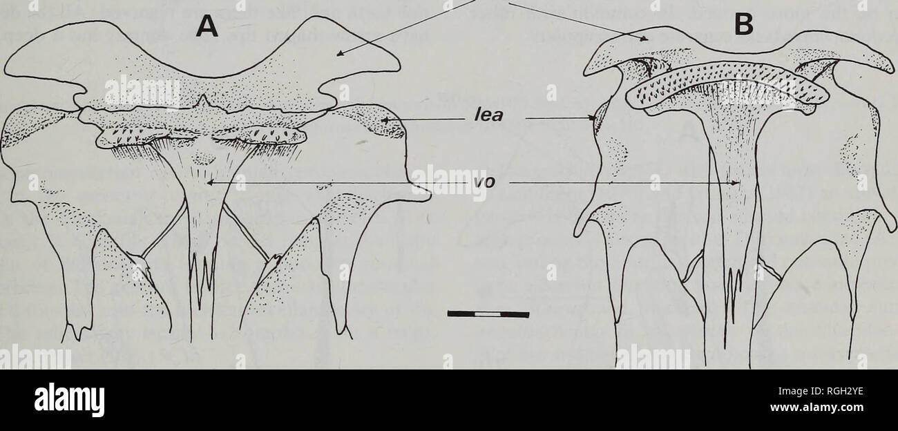 Ompok Bimaculatus High Resolution Stock Photography and Images - Alamy