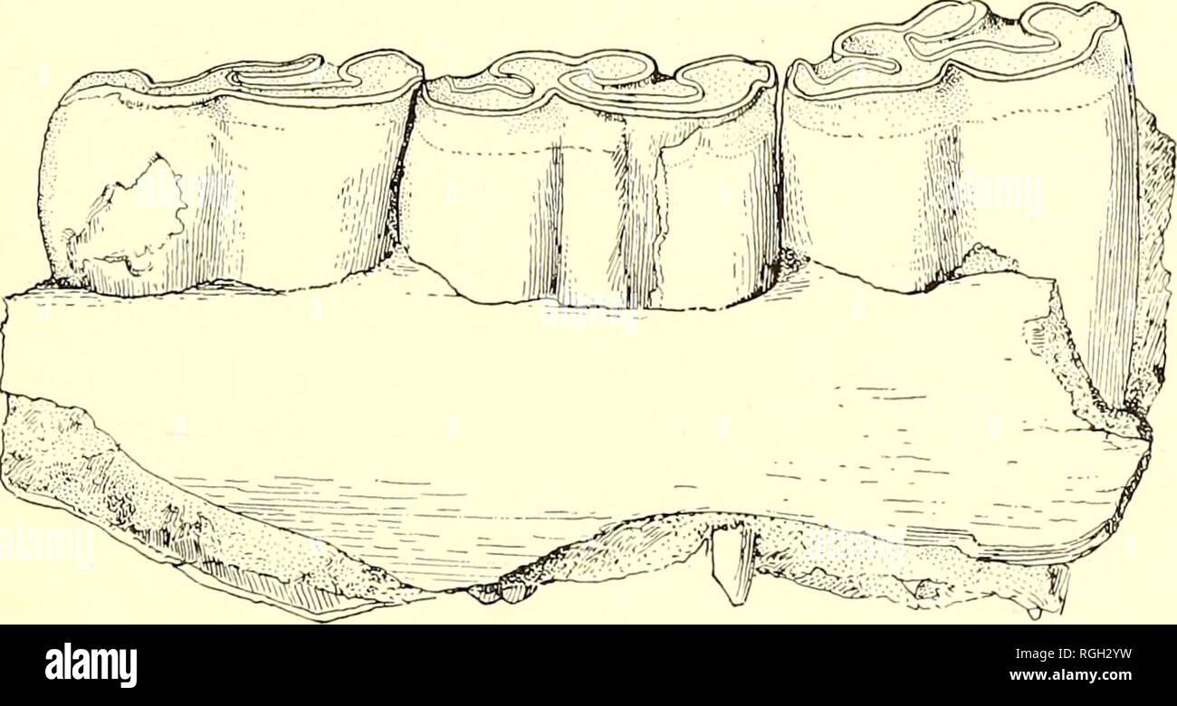 . Bulletin of the Department of Geology. Geology. 1919] Merriam ...