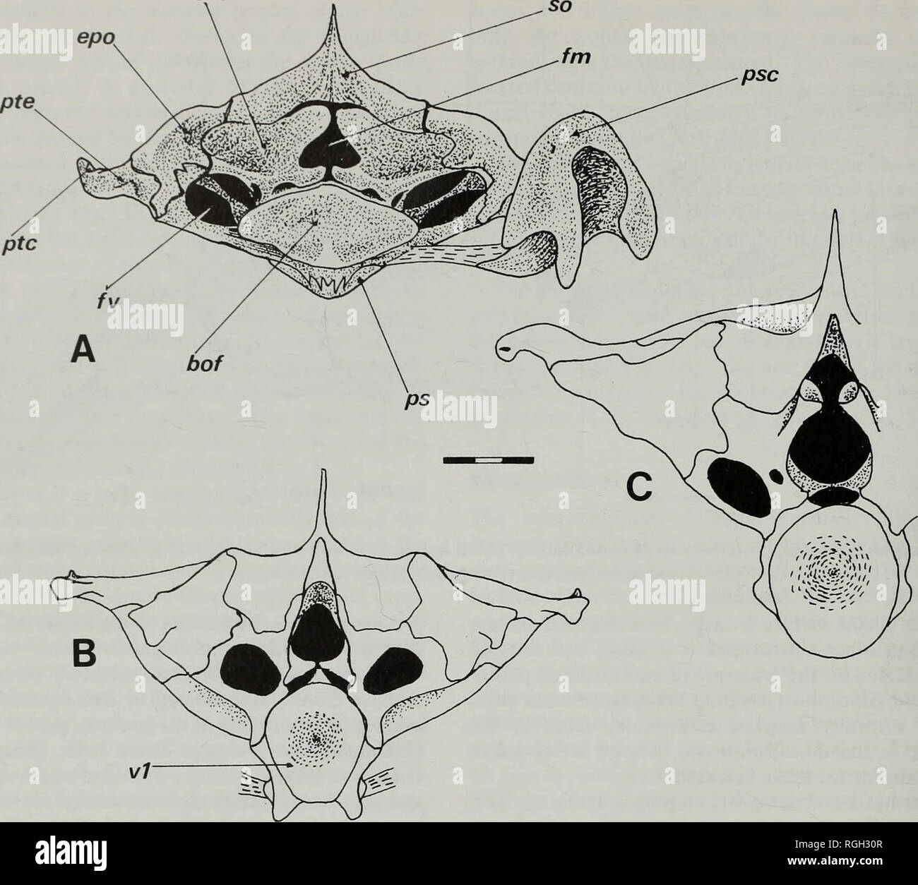 Ompok Bimaculatus High Resolution Stock Photography and Images - Alamy