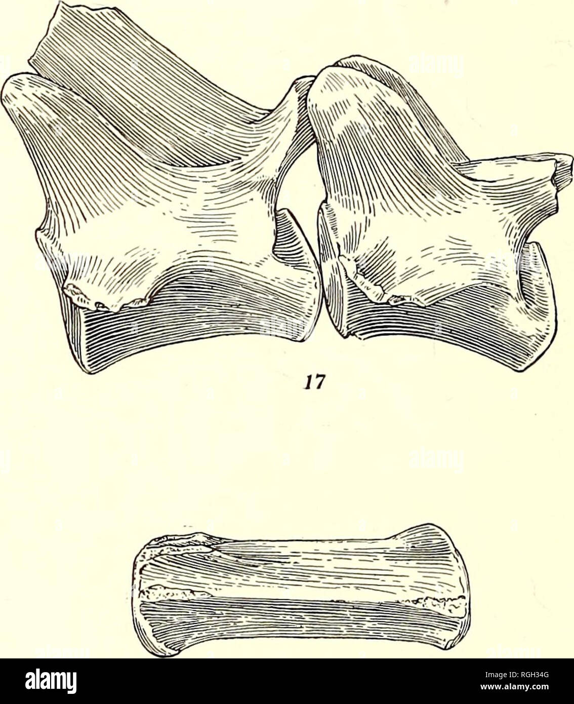 Ana turtle hi-res stock photography and images - Alamy
