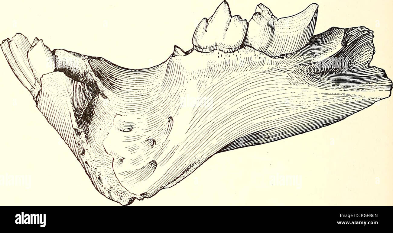 . Bulletin of the Department of Geology. Geology. 544 University of ...