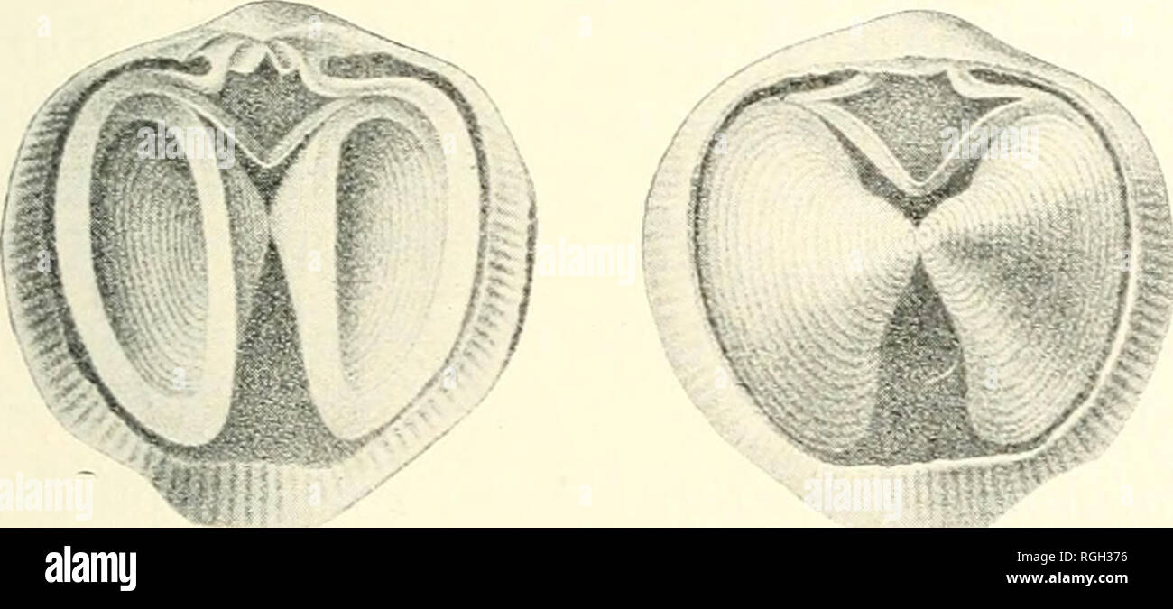 Brachial valve hi-res stock photography and images - Alamy