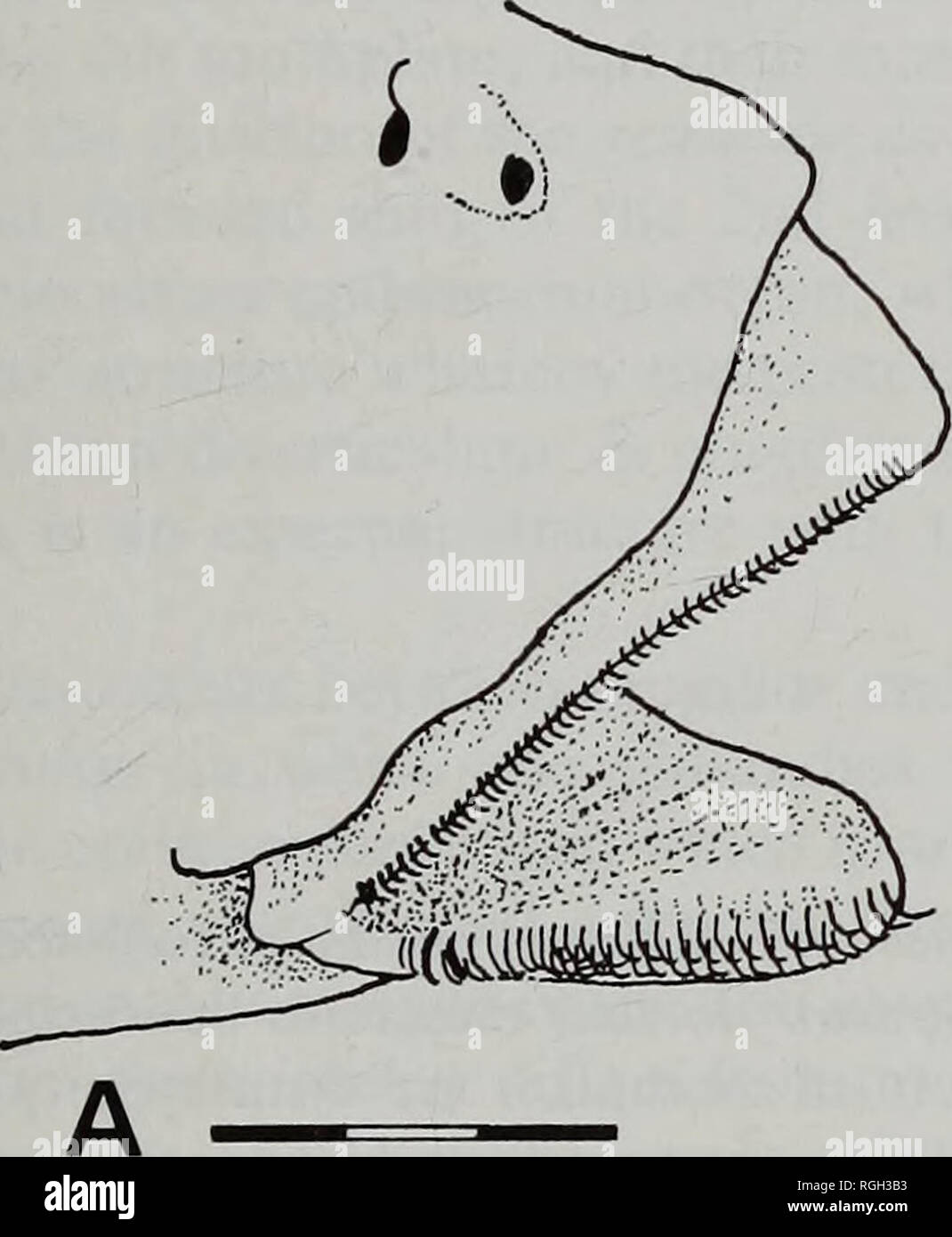 . Bulletin of the British Museum (Natural History) Zoology ...