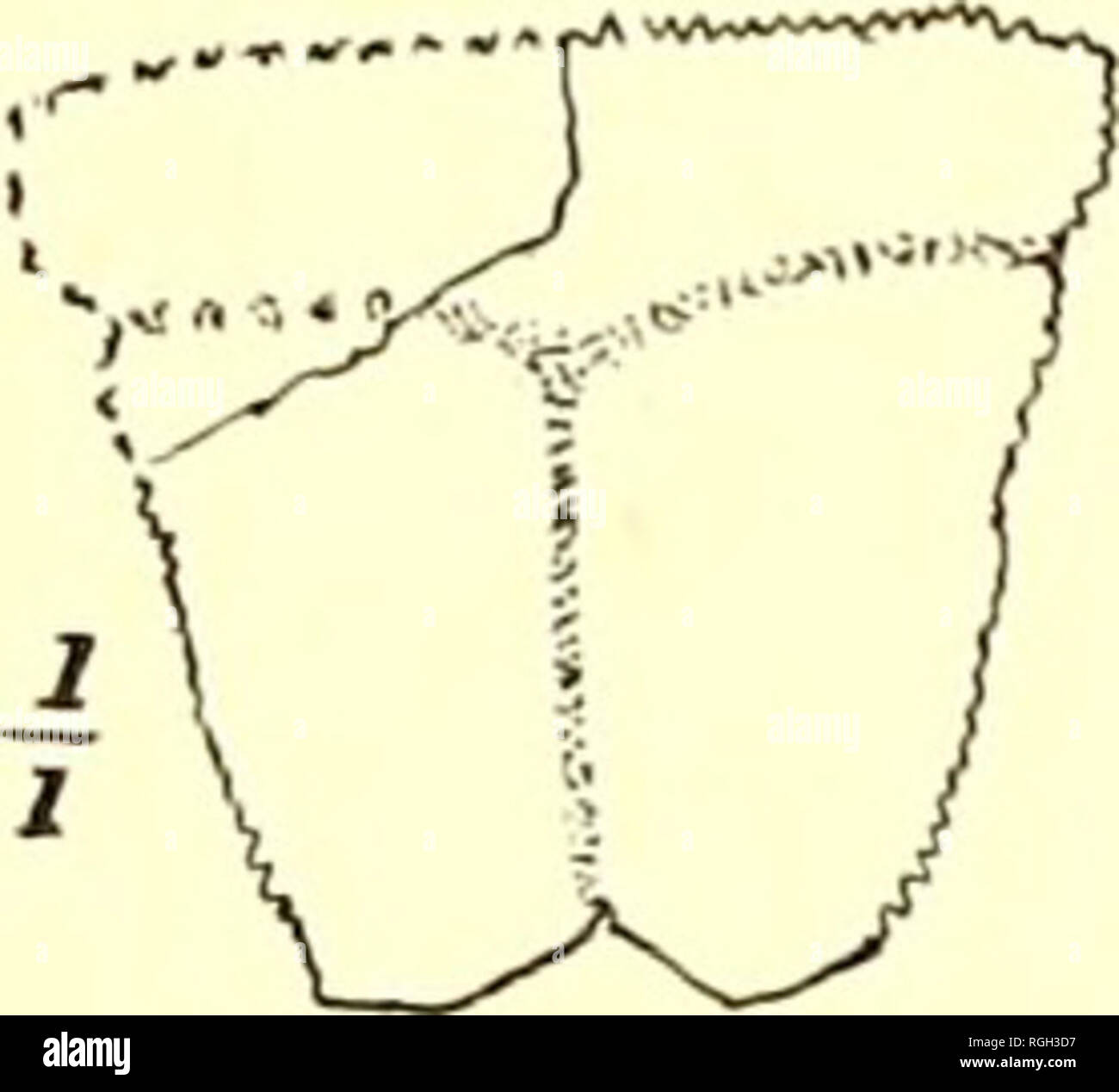 . Bulletin of the Department of Geology. Geology. hay.] Two New Species ...