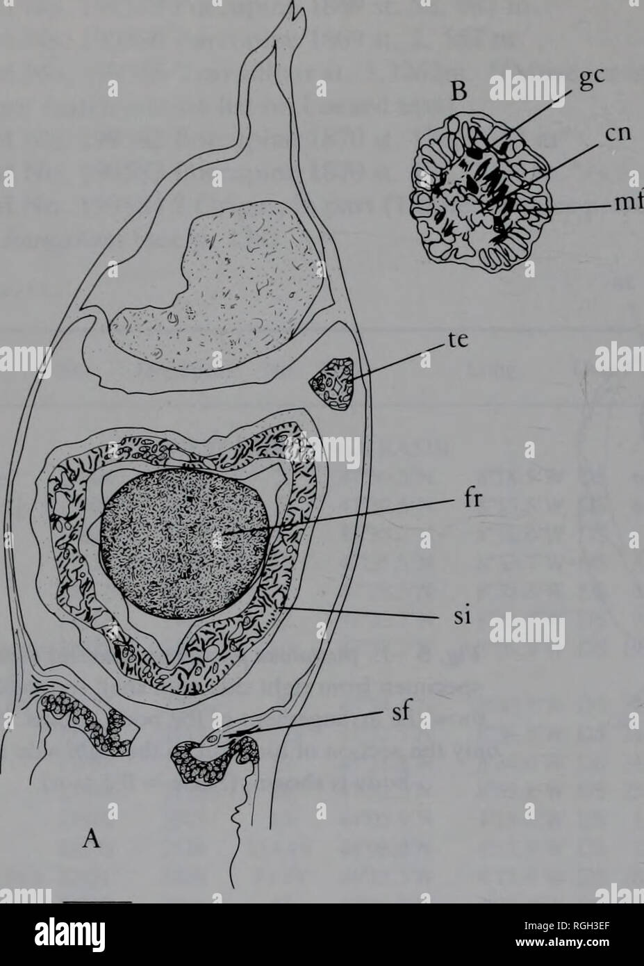 . Bulletin of the British Museum (Natural History) Zoology. 128 J. A ...
