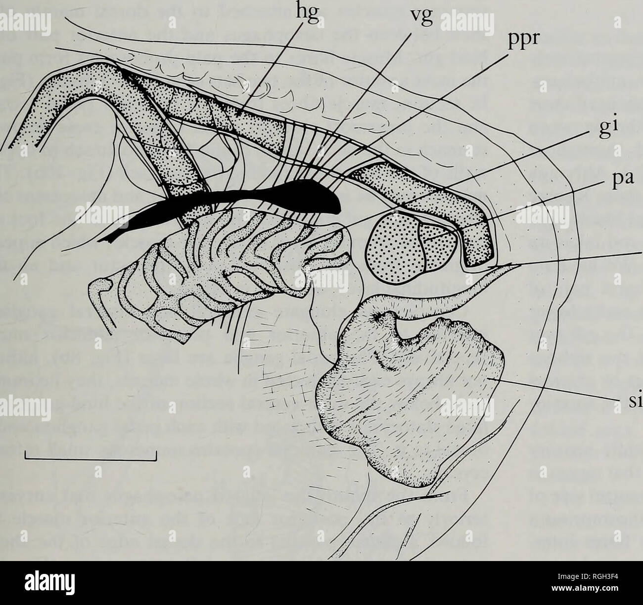 . Bulletin of the British Museum (Natural History) Zoology. Fig. 5 L ...