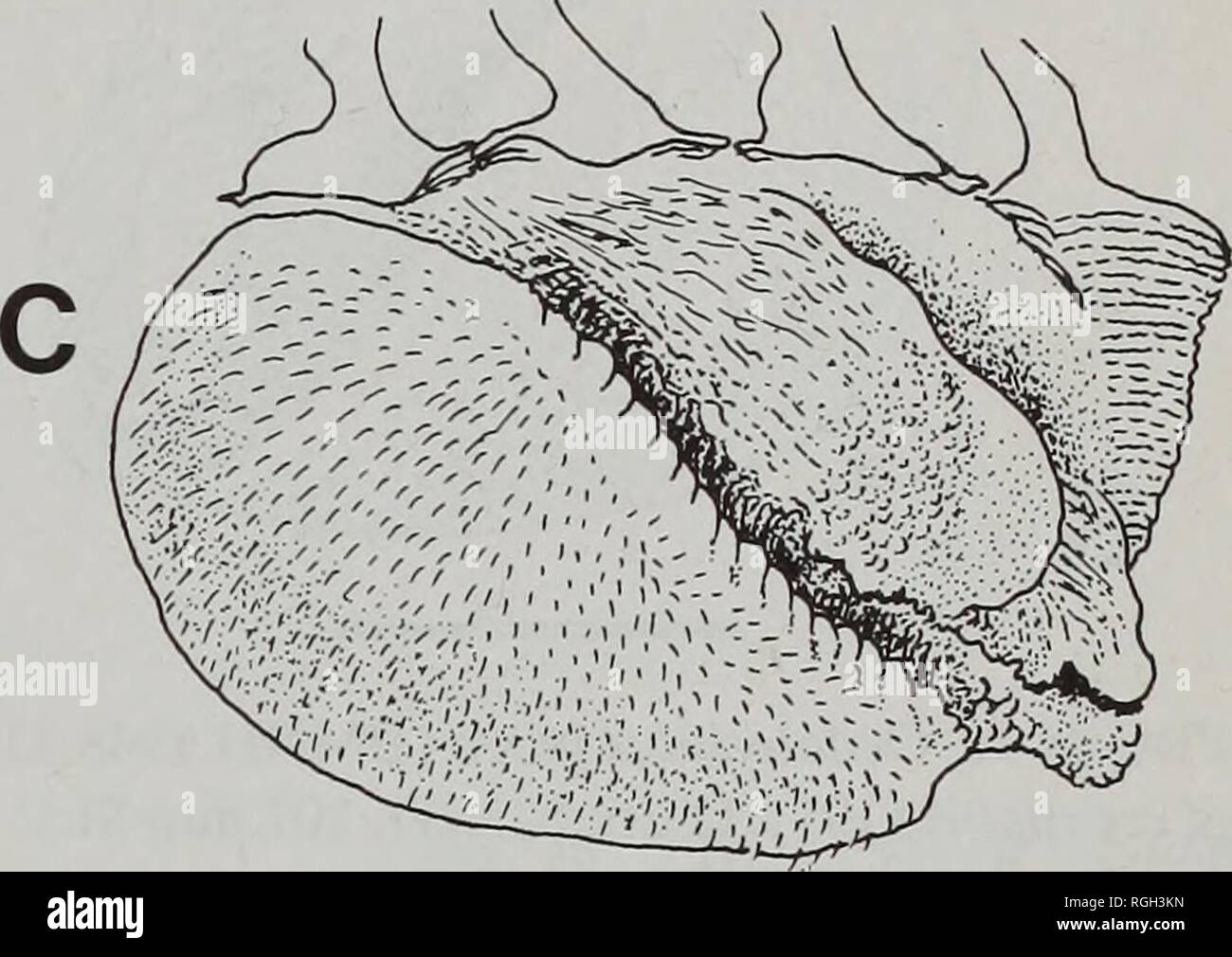 Neomyxus leuciscus hi-res stock photography and images - Alamy