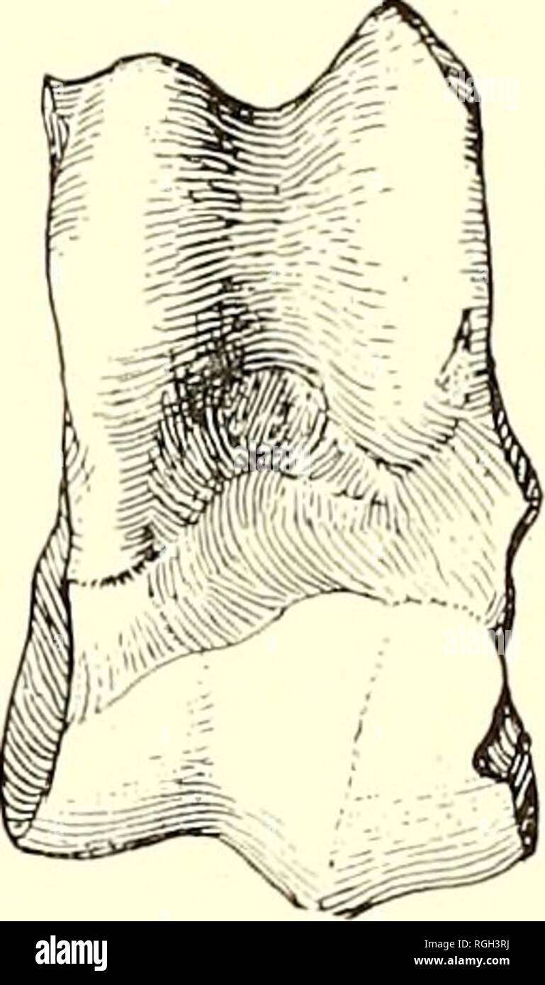 Merychippus hi-res stock photography and images - Alamy