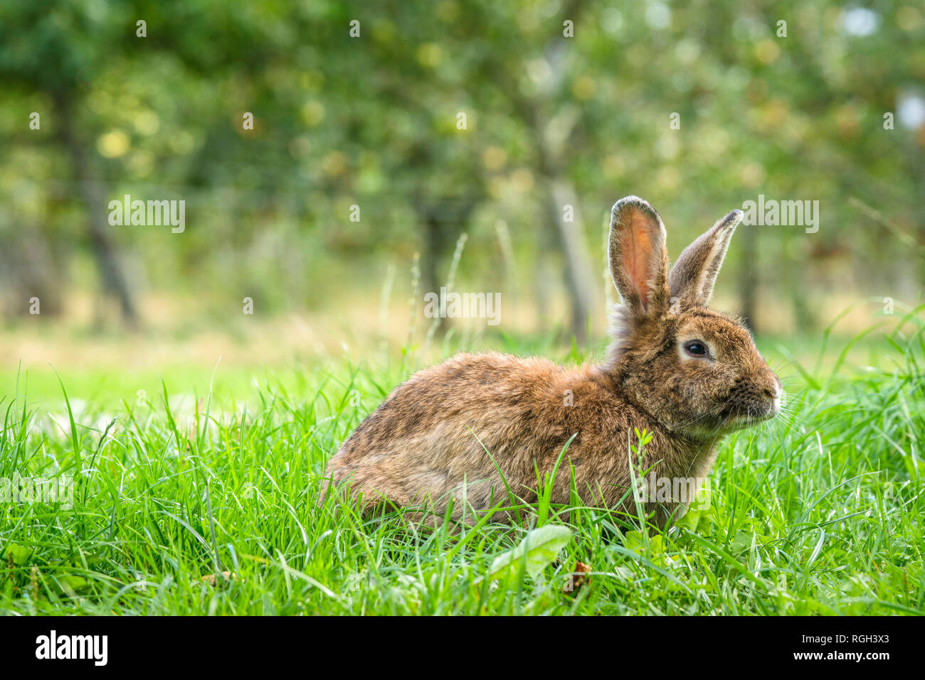 Fluffy bunny rabbit on a green meadow with fresh grass in a rural ...