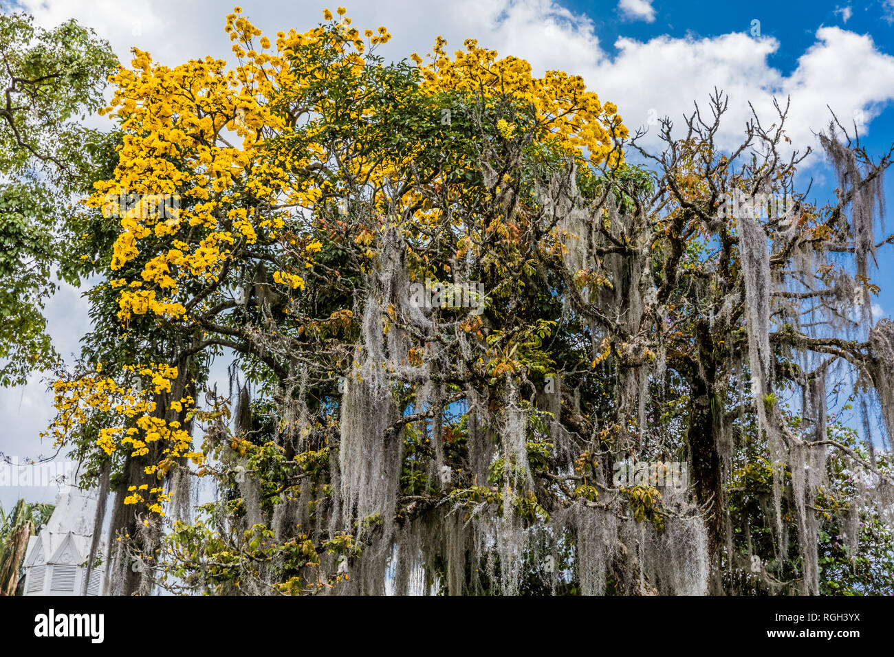 colorful streets of Salamina Caldas in Colombia South America Stock ...