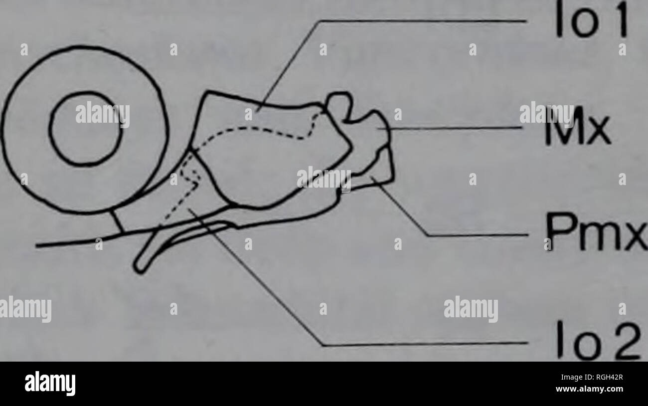 Sima of the bones hi-res stock photography and images - Alamy