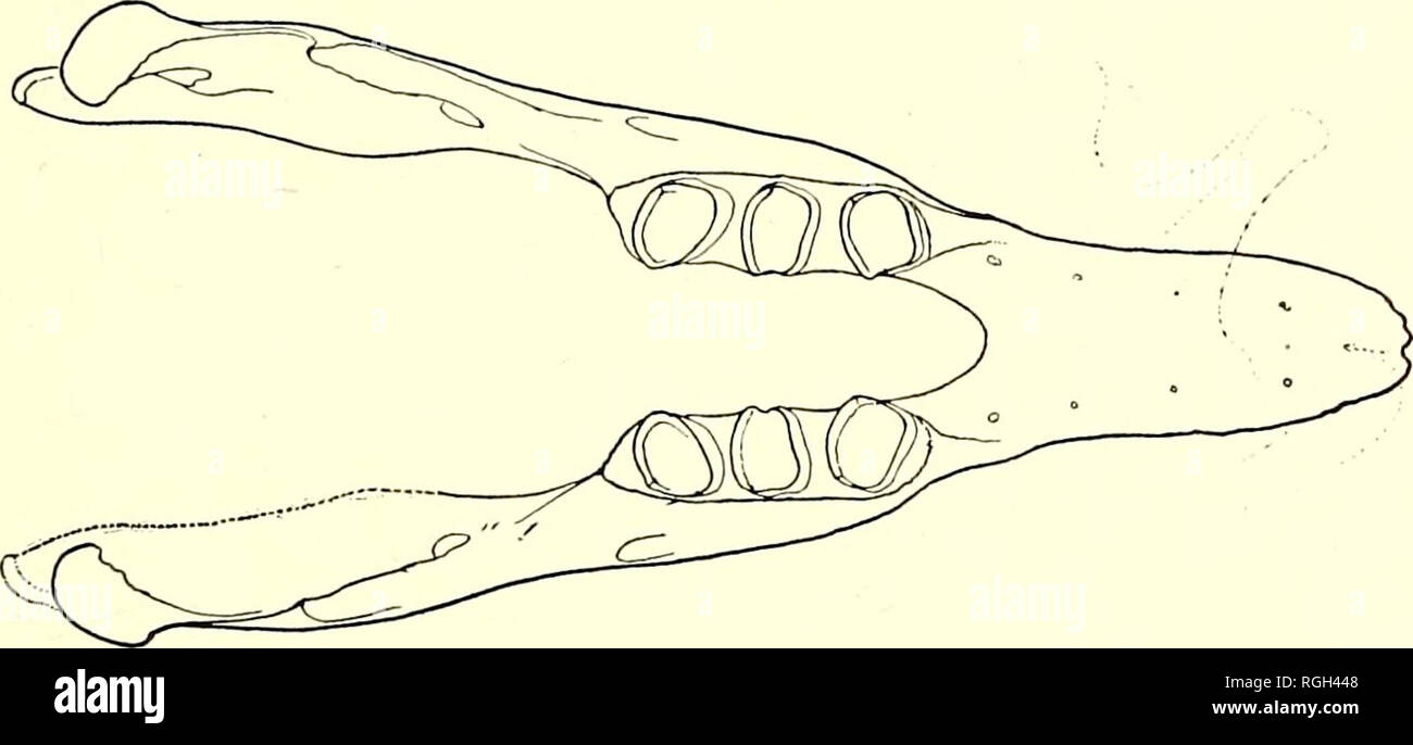 . Bulletin of the Department of Geology. Geology. 1917] Stock: Skull ...