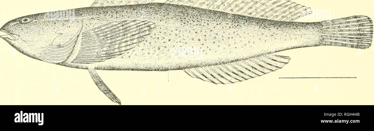 Cottus cognatus hi-res stock photography and images - Alamy