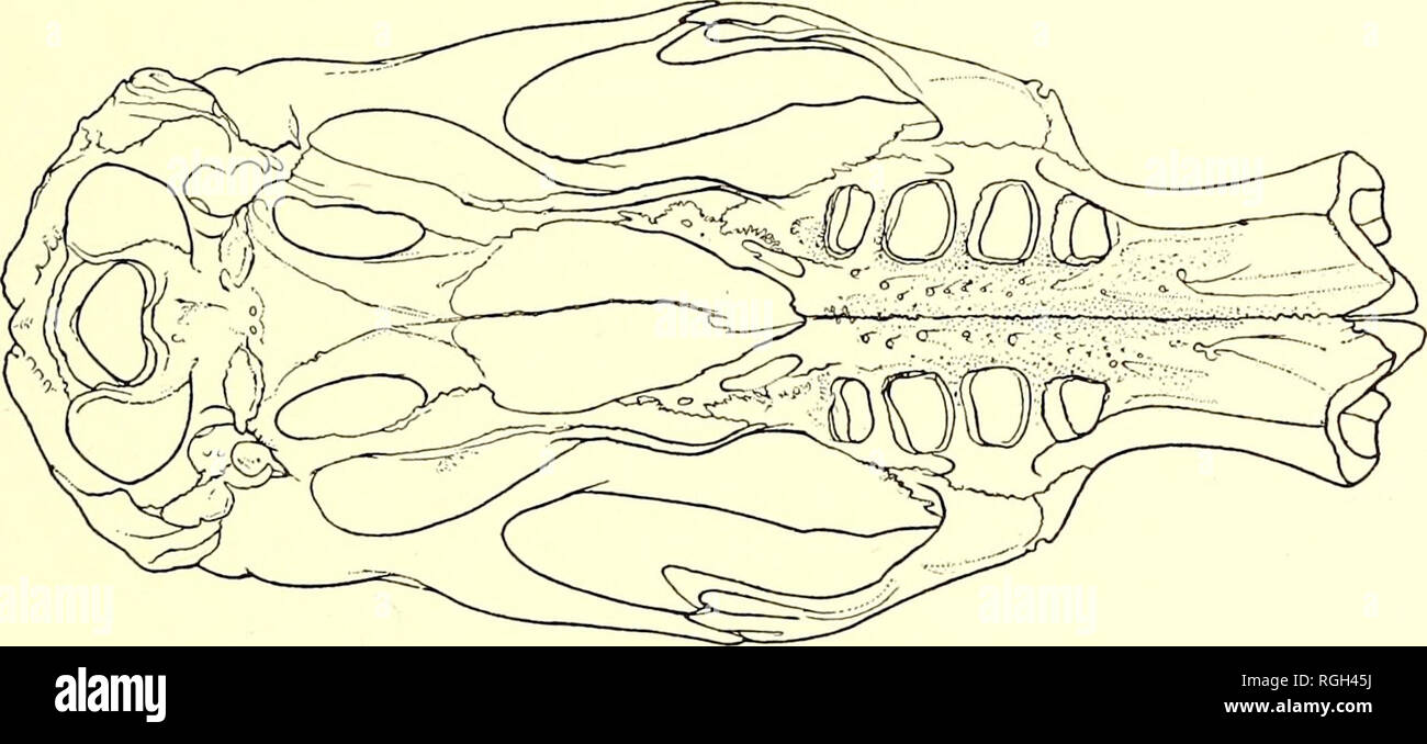 . Bulletin of the Department of Geology. Geology. 1917] Stock: Skull ...