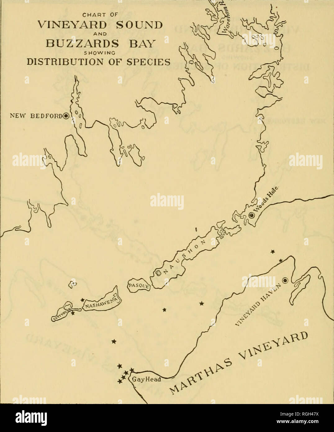 Idothea baltica hi-res stock photography and images - Alamy