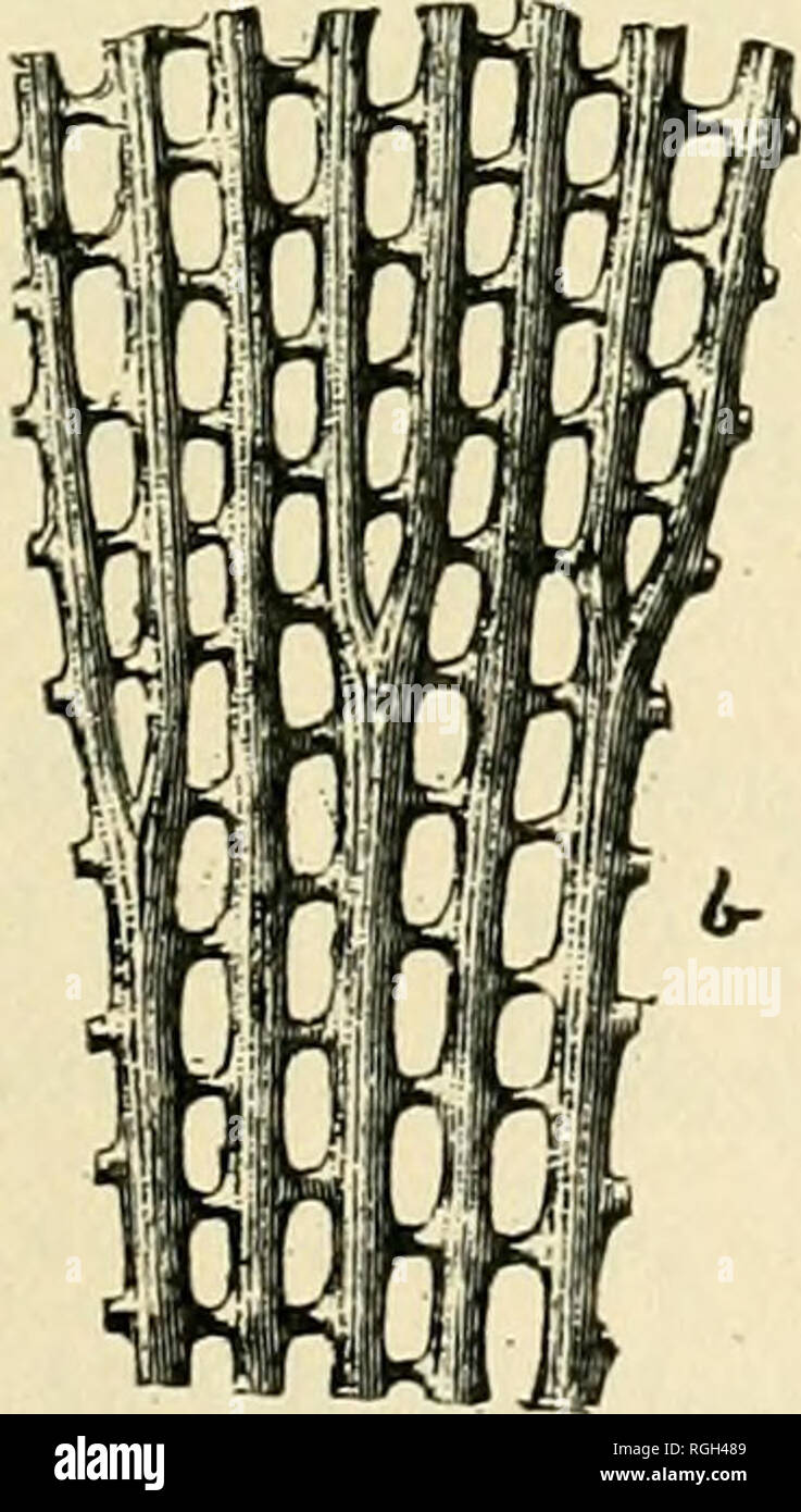Fenestella hi-res stock photography and images - Alamy