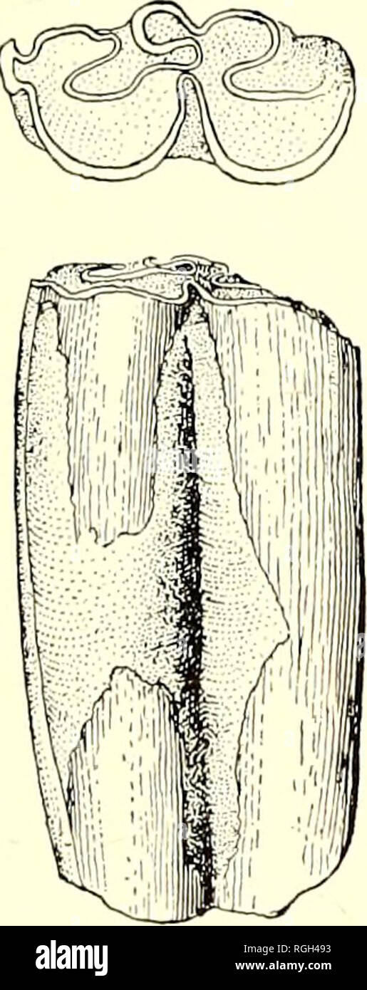 . Bulletin of the Department of Geology. Geology. 1916] Merriam ...