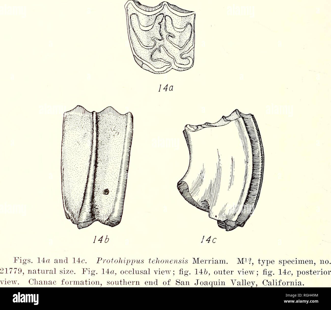 Merychippus hi-res stock photography and images - Alamy