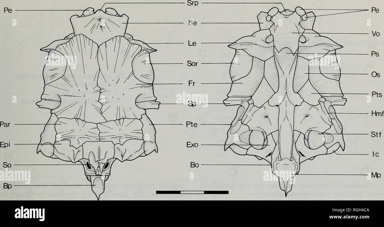 Neurocranium hi-res stock photography and images - Alamy