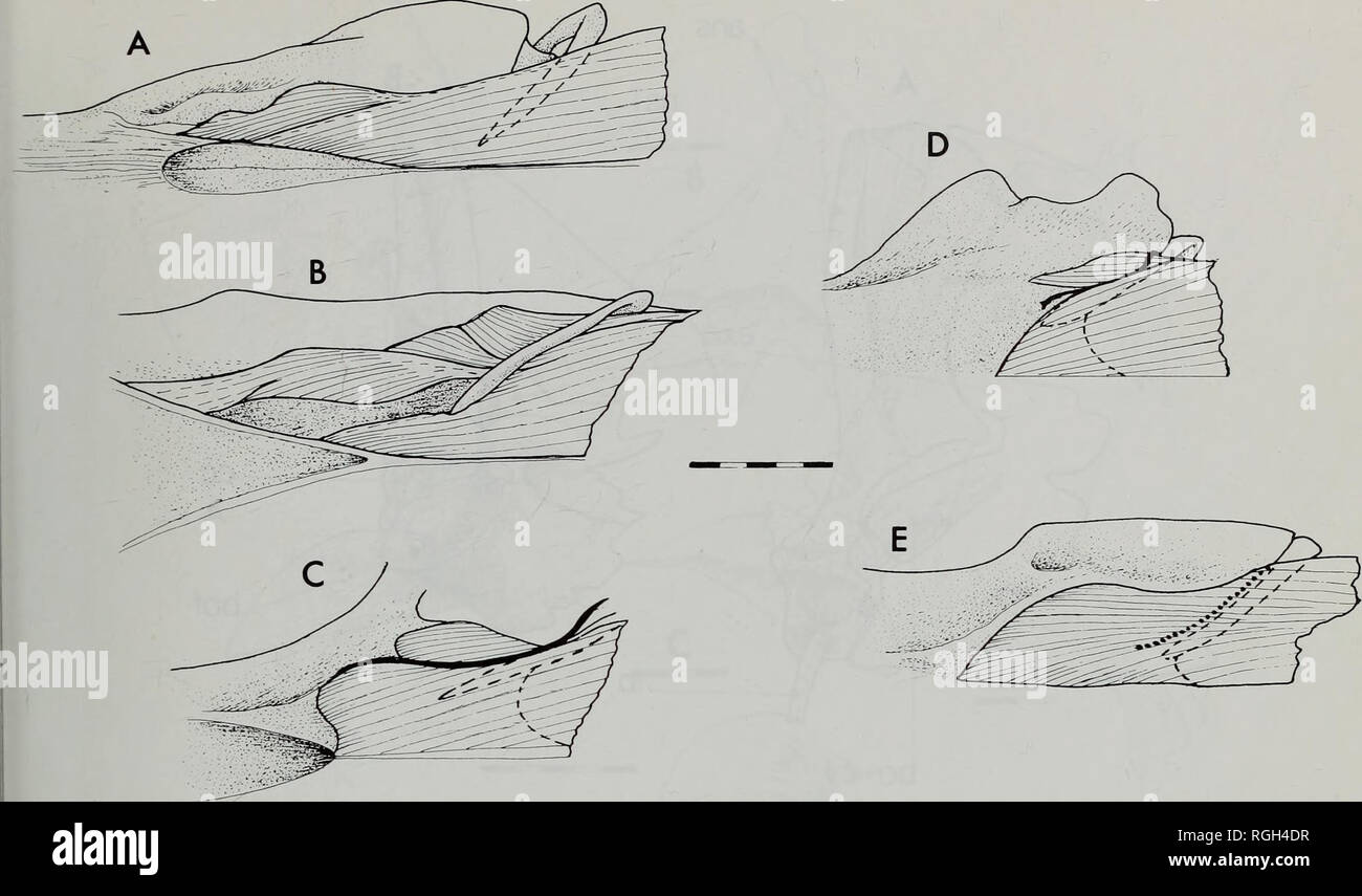. Bulletin of the British Museum (Natural History) Zoology. ANATOMY ...