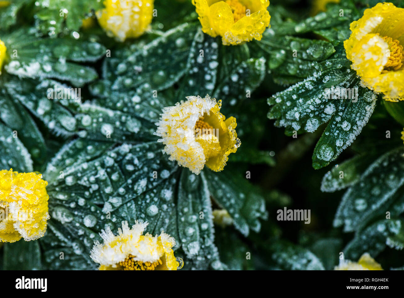 Winter aconites (Eranthis hyemalis) covered in frost Stock Photo - Alamy